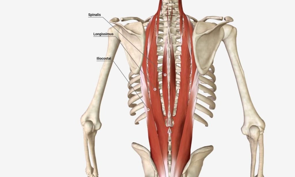 Top 10 Lower Back Exercises for Bodybuilders